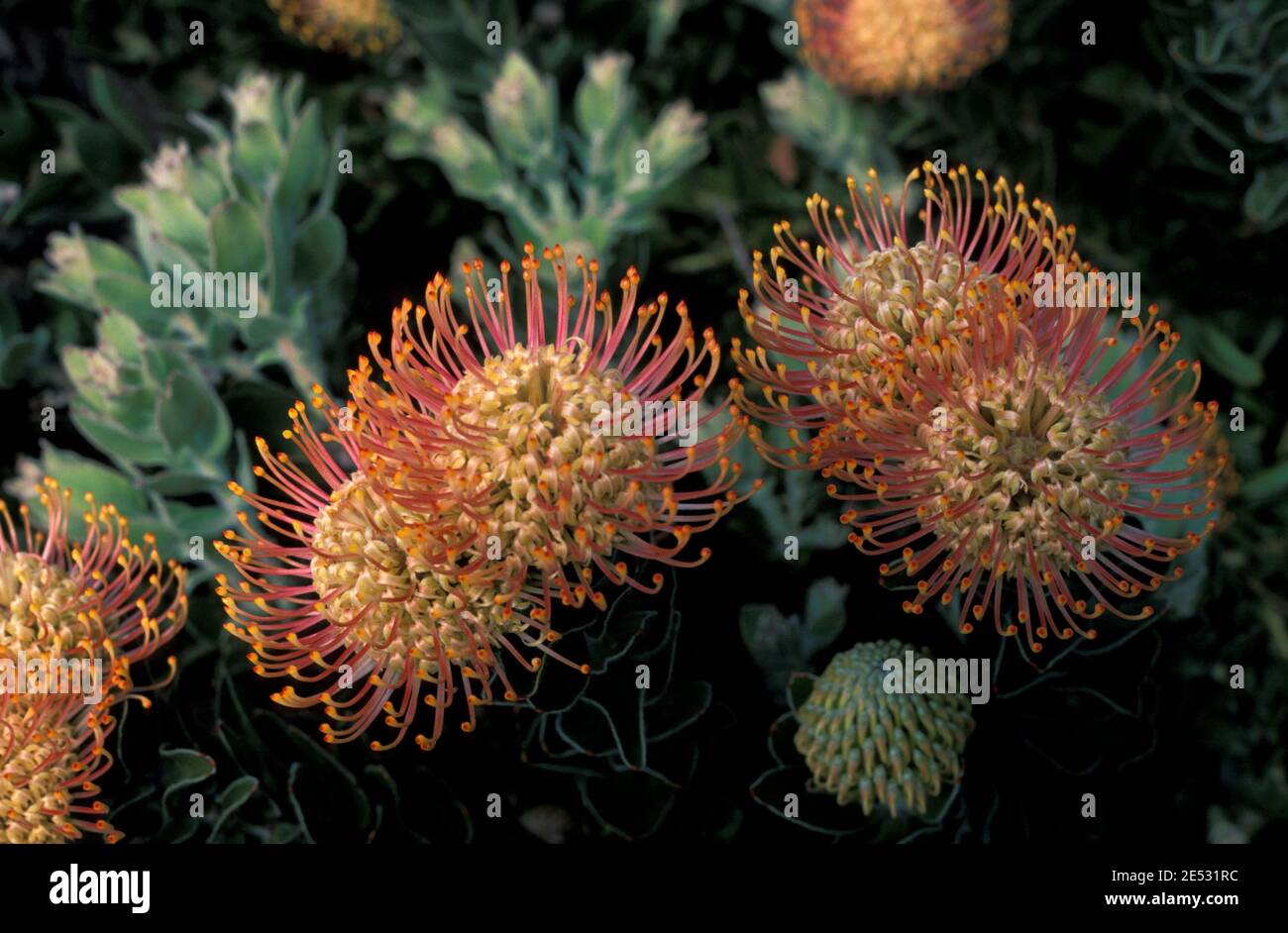 Nodding hi-res stock photography and images - Alamy