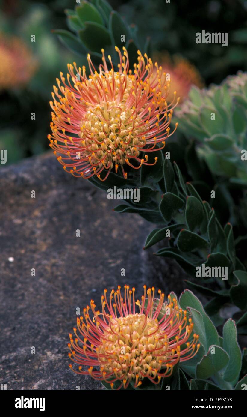 Leucospermum cordifolium orange flowers pincushion hi-res stock ...