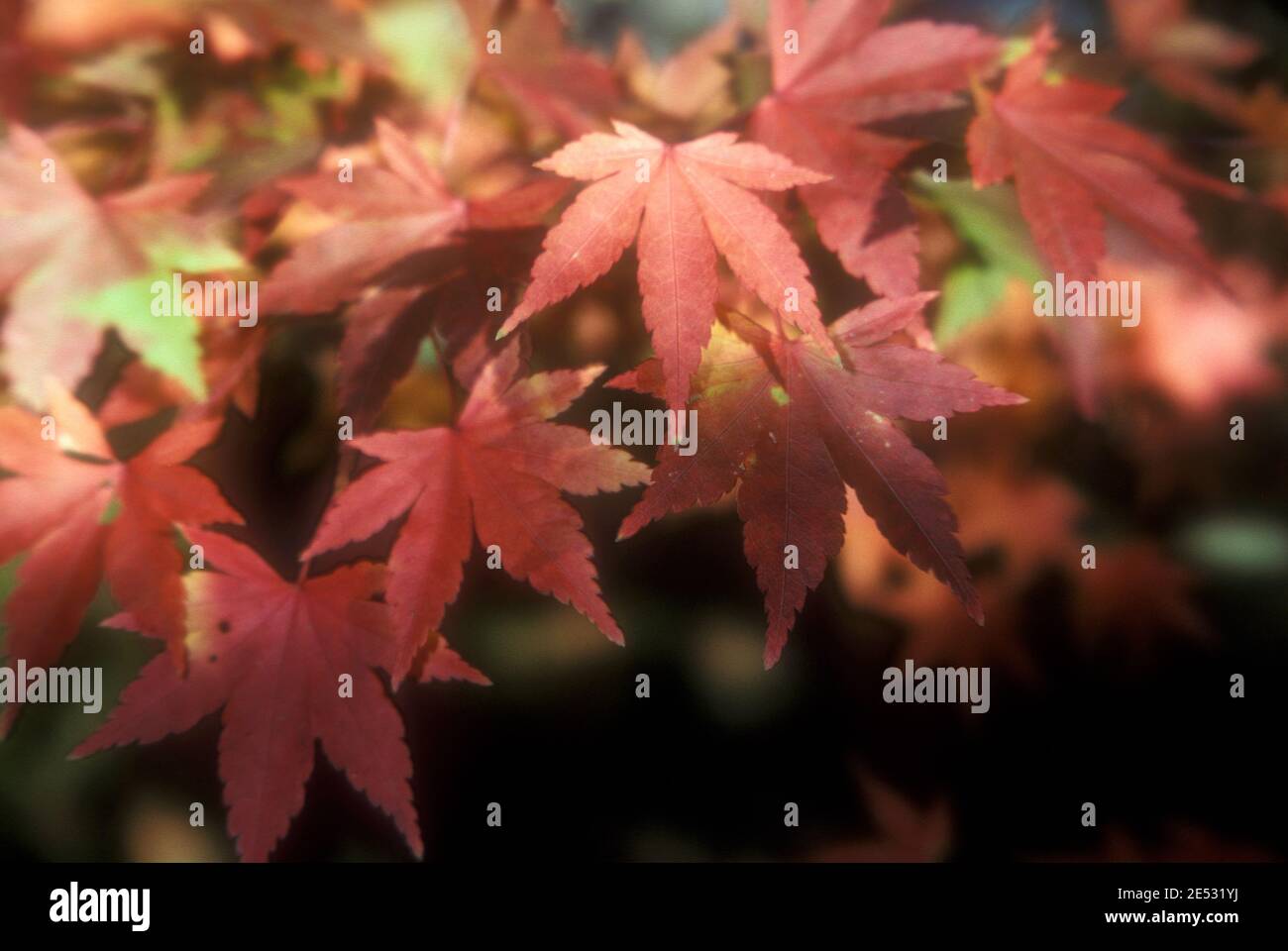 Australia leaves autumn trees hi-res stock photography and images - Alamy
