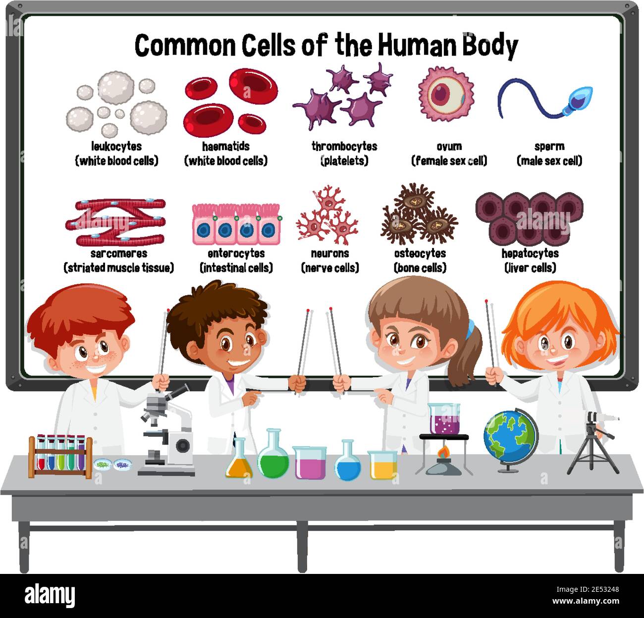 Many young scientists explaining common cells of the human body in ...