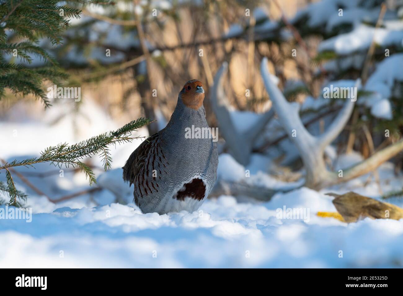 Hungarian Partridge in the winter in North Dakota Stock Photo - Alamy