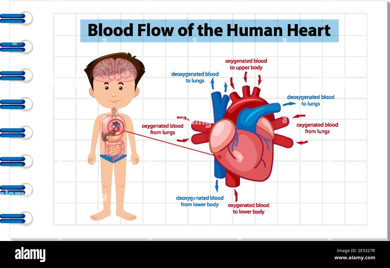 Information poster of human heart diagram illustration Stock Vector ...