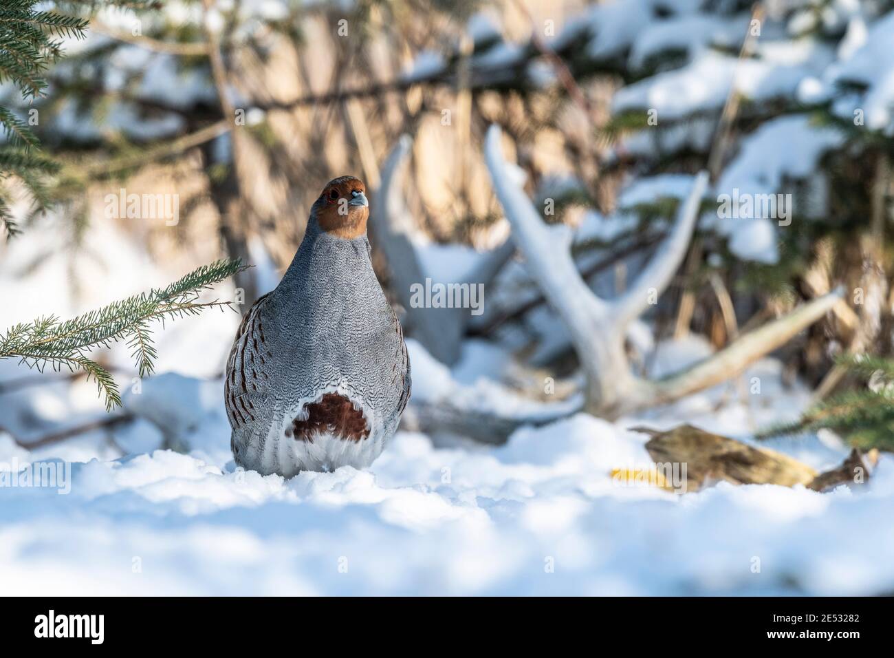 Hungarian Partridge in the winter in North Dakota Stock Photo - Alamy
