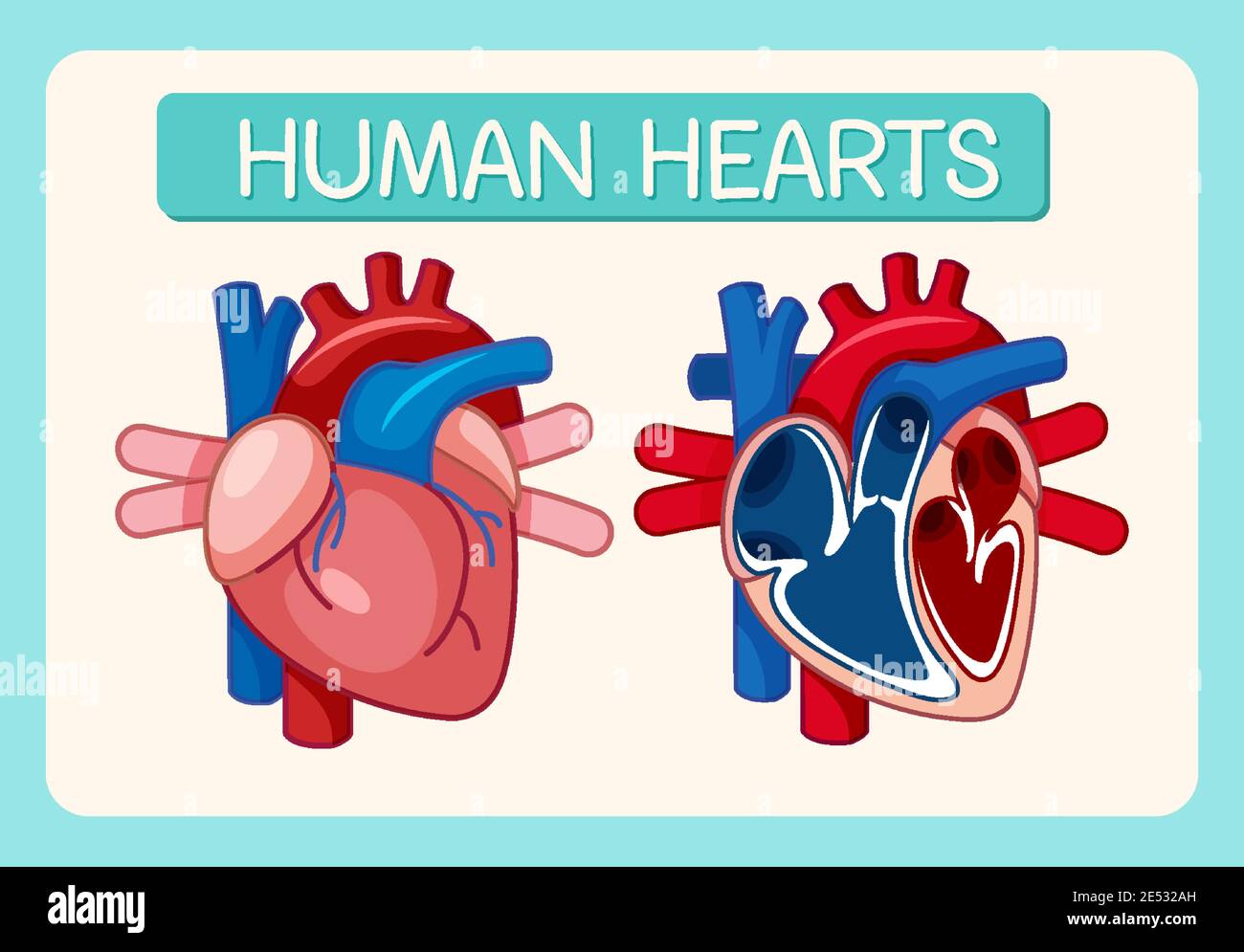 Information poster of human heart diagram illustration Stock Vector ...