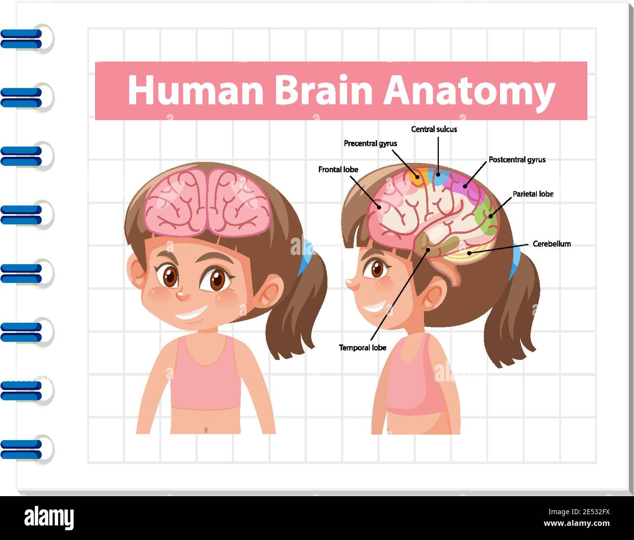 Information poster of human brain diagram illustration Stock Vector ...