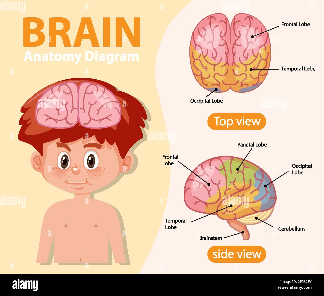 Information poster of human brain diagram illustration Stock Vector ...
