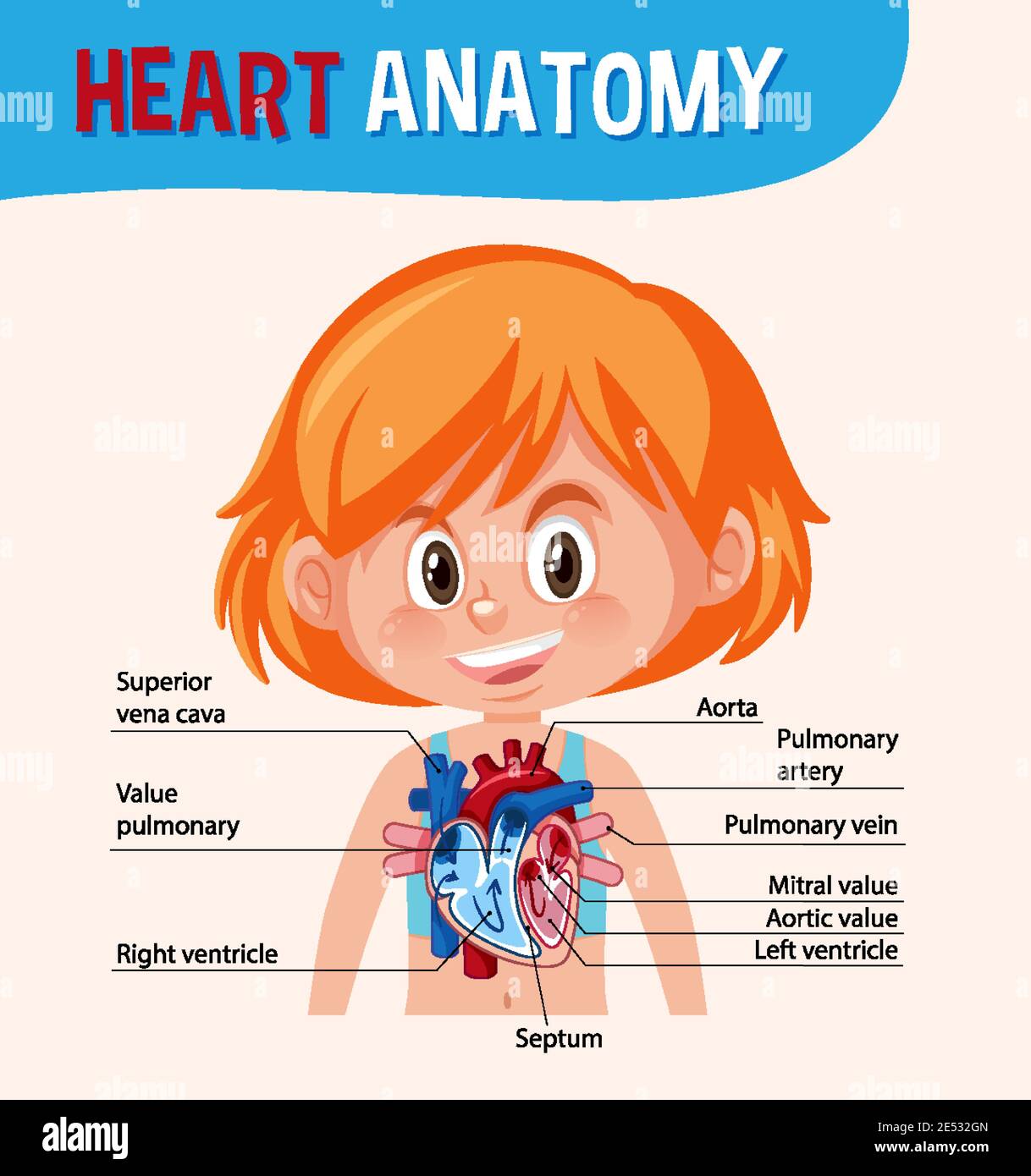 Information poster of human heart diagram illustration Stock Vector ...