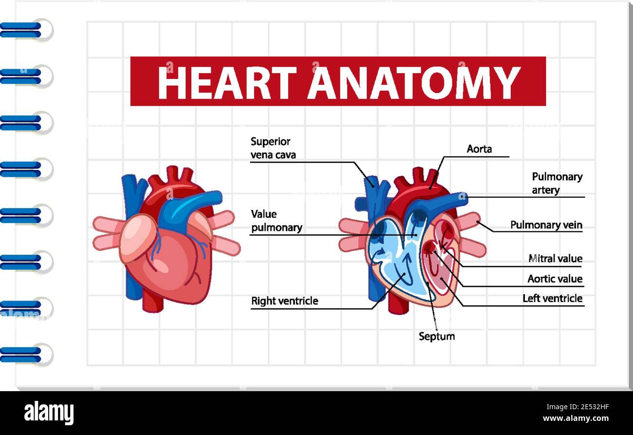 Information poster of human heart diagram illustration Stock Vector ...