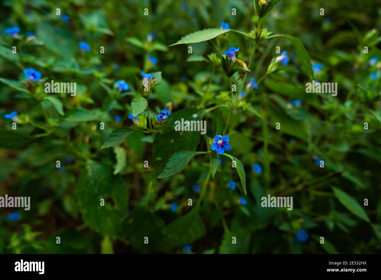 Wild blue flowers in the forest of Tungareshwar in Vasai Stock Photo ...