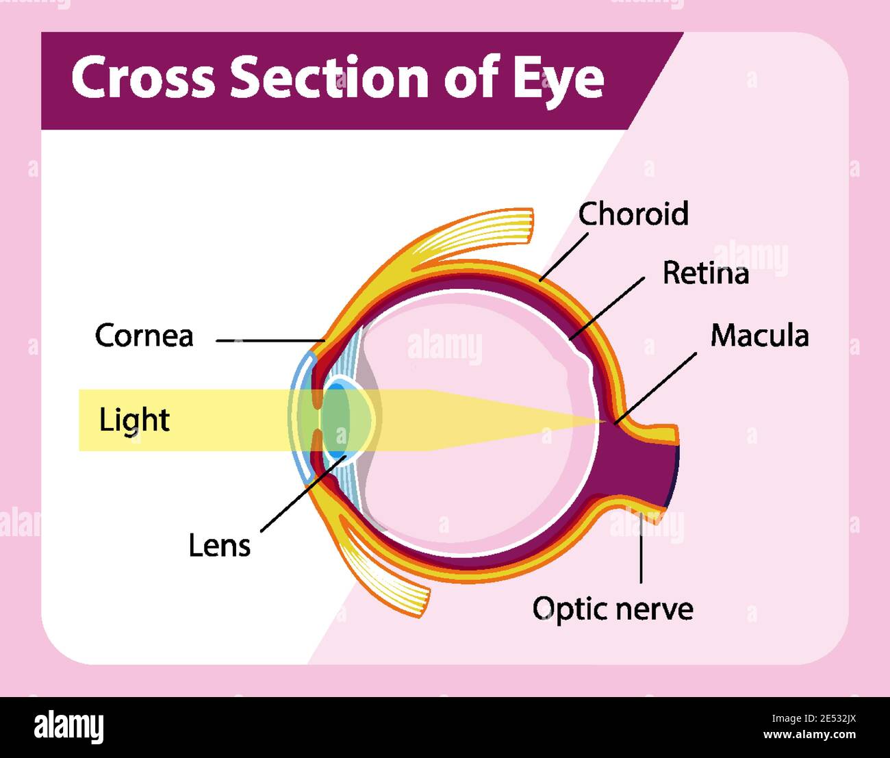 Eye Diagram By Firkin Human Eye Diagram Diagram Of The Cross Section