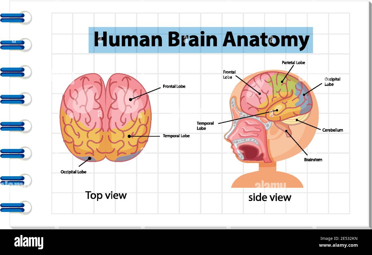 Information poster of human brain diagram illustration Stock Vector ...