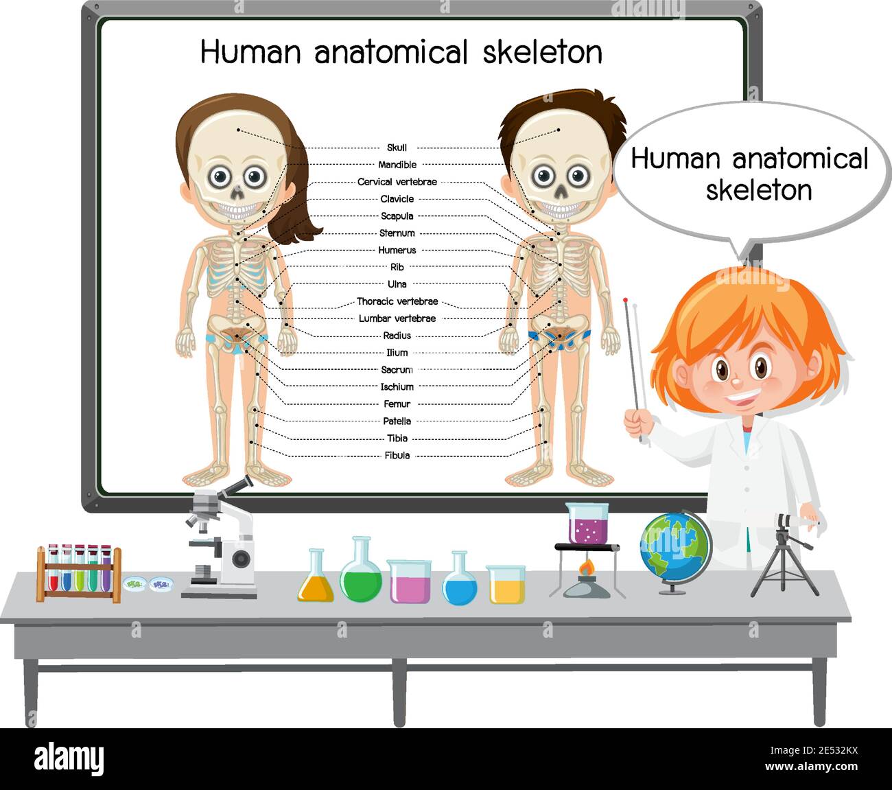 Young doctor explaining human anatomical skeleton illustration Stock ...