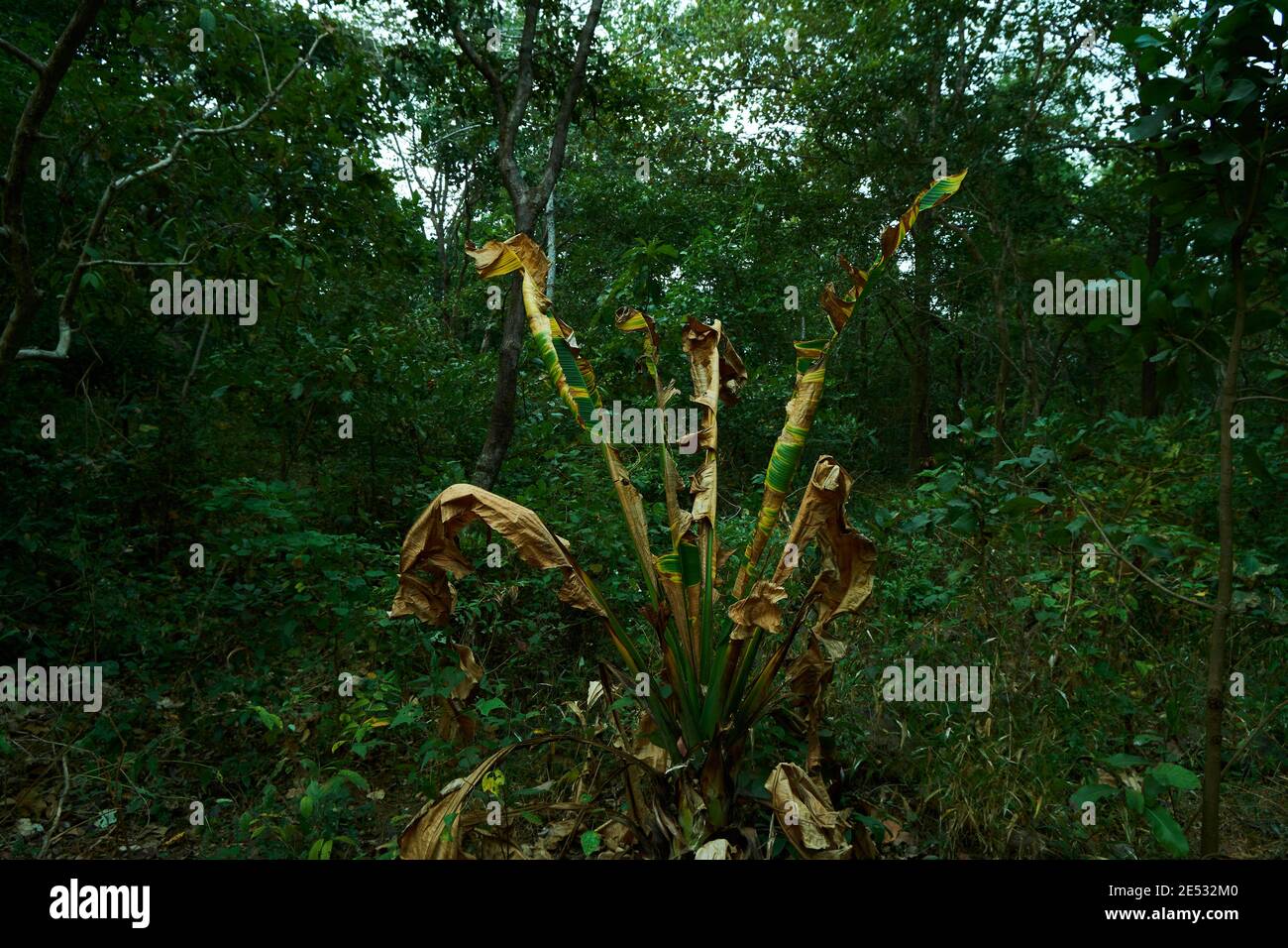Dried wild banana tree in Tungareshwar forest at Vasai, Maharashtra ...