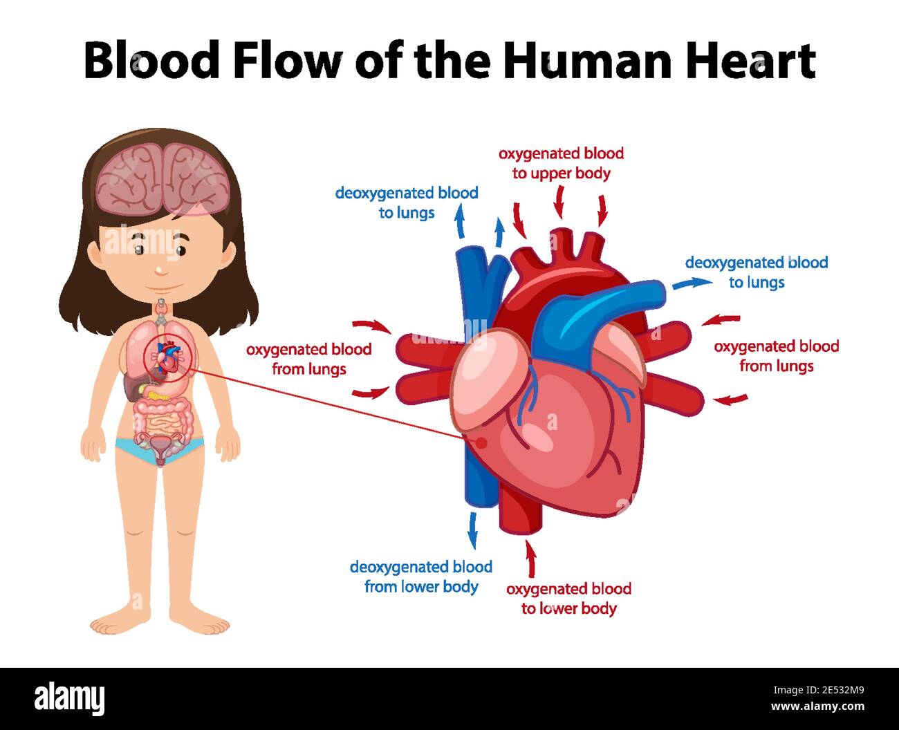 Blood flow of human heart diagram illustration Stock Vector Image & Art ...