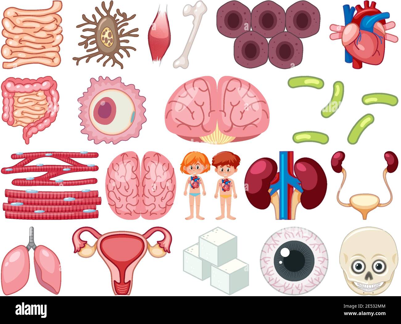 Set of human inner organs isolated on white background illustration ...