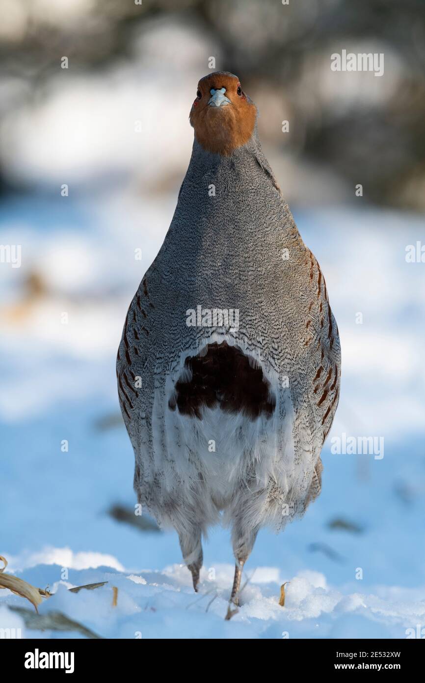Hungarian Partridge in the winter in North Dakota Stock Photo - Alamy