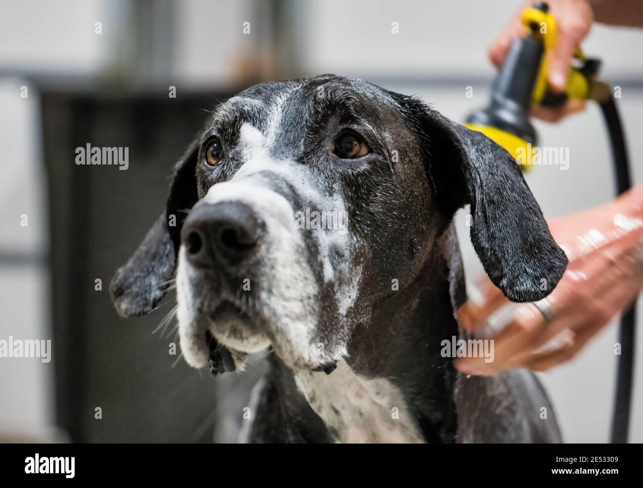 Puppy getting bath hi-res stock photography and images - Alamy