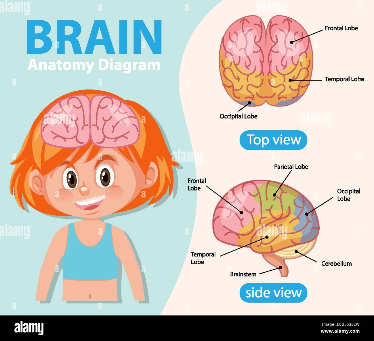 Information poster of human brain diagram illustration Stock Vector ...