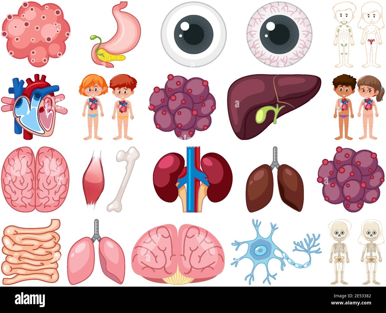 Set of human inner organs isolated on white background illustration ...