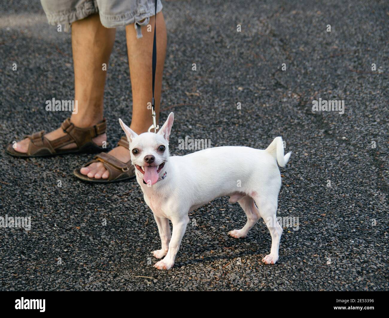 White Chiwawa Full Grown