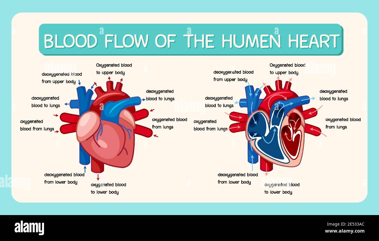 Heart Diagram Blood Flow