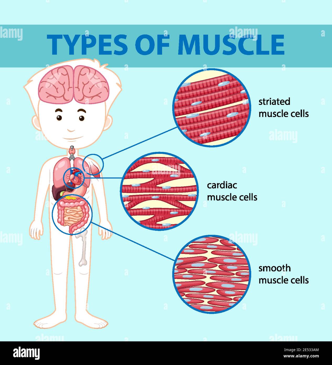 Smooth Muscle Diagram For Kids Smooth Muscle Diagram Stock
