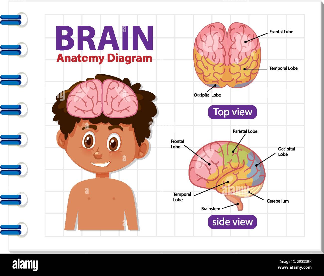 Brain Parts Poster