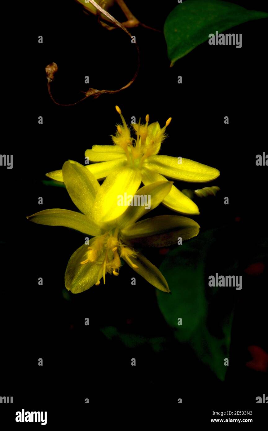 Yellow rush lillies hi-res stock photography and images - Alamy