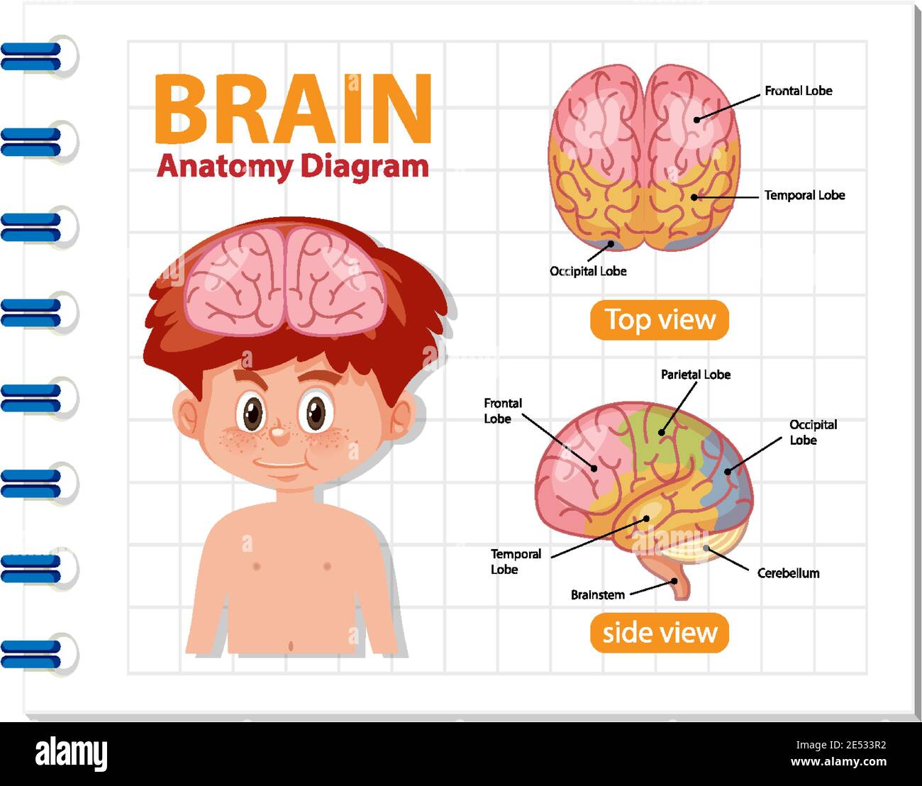 Human Brain Parts For Kids