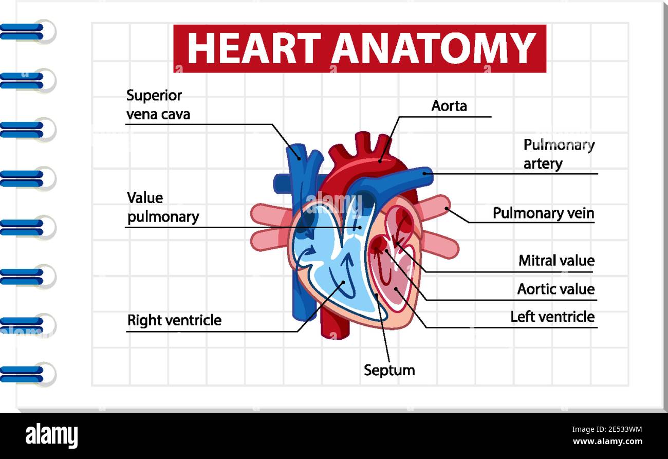 Information poster of human heart diagram illustration Stock Vector ...