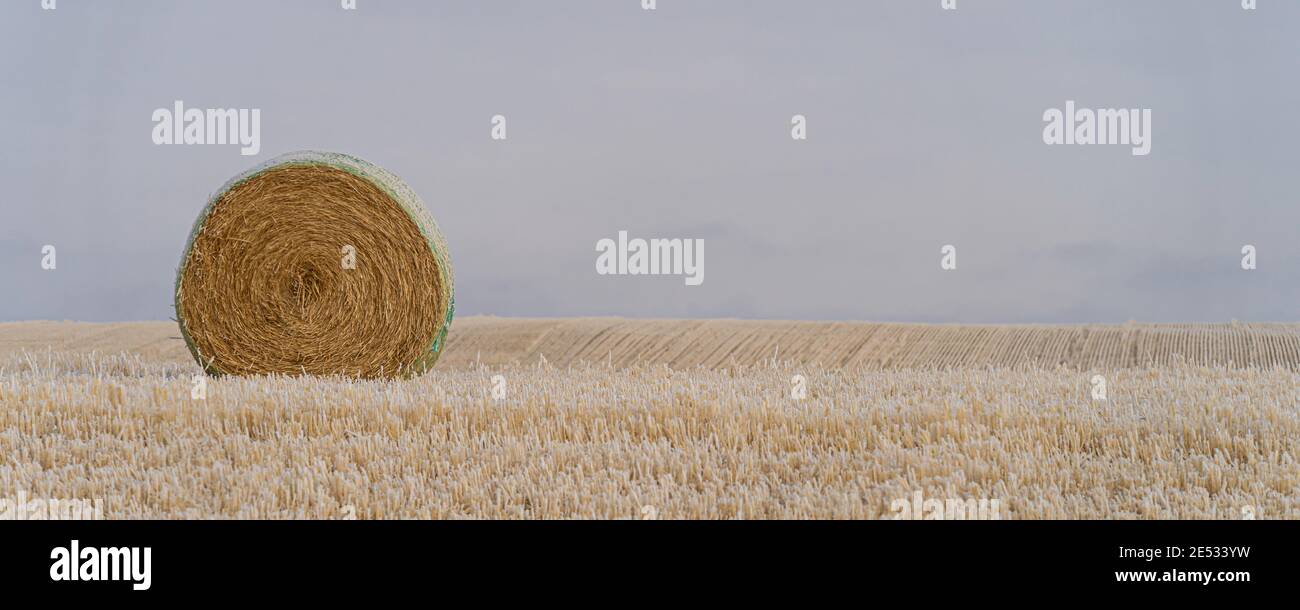 Stack of bales of hay on farm field in winter Stock Photo - Alamy