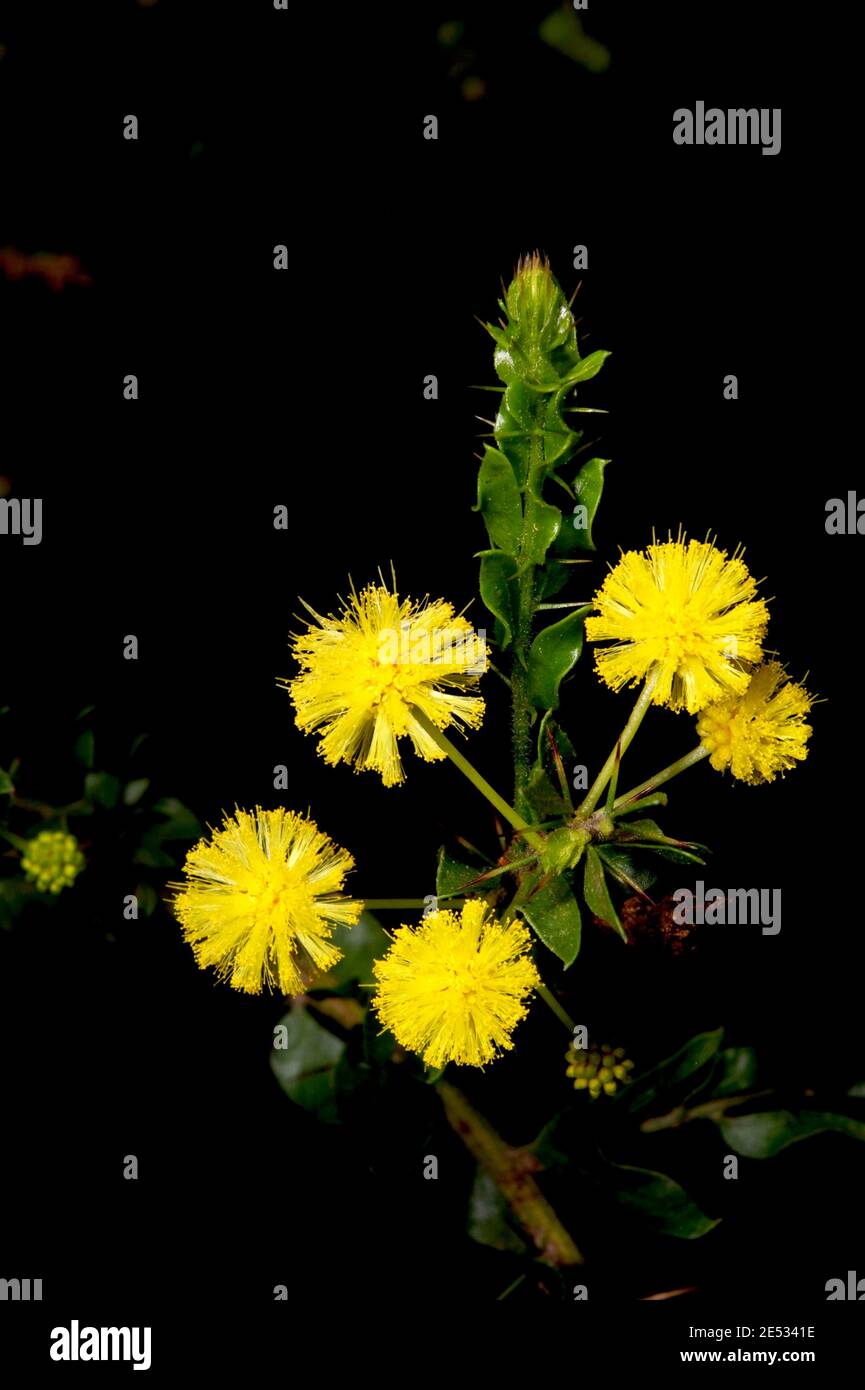 Common wattle flowers hi-res stock photography and images - Alamy