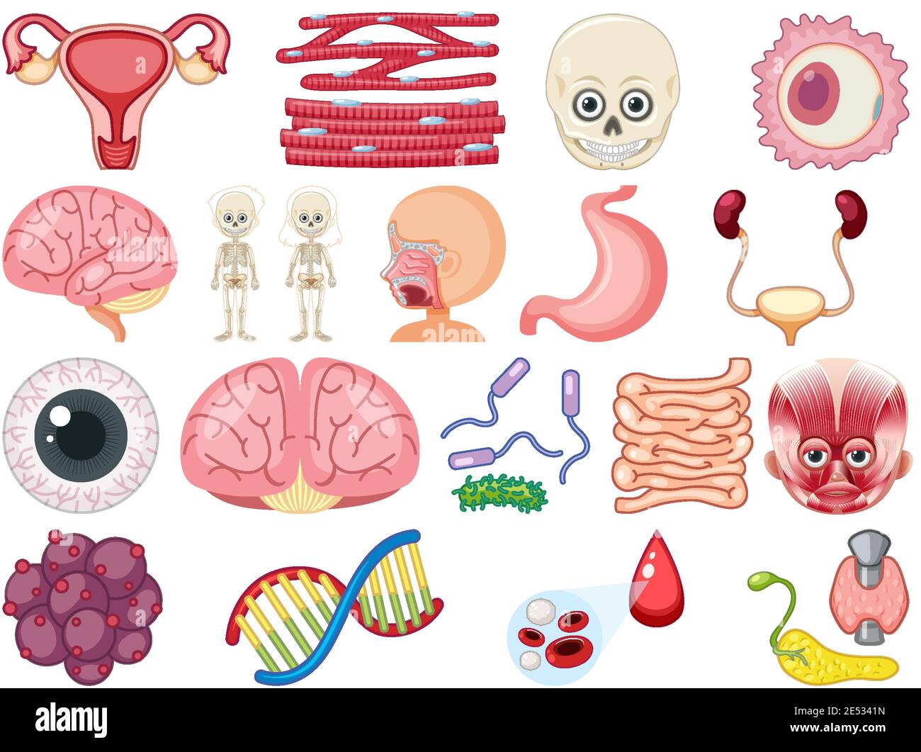 Set of human inner organs isolated on white background illustration ...