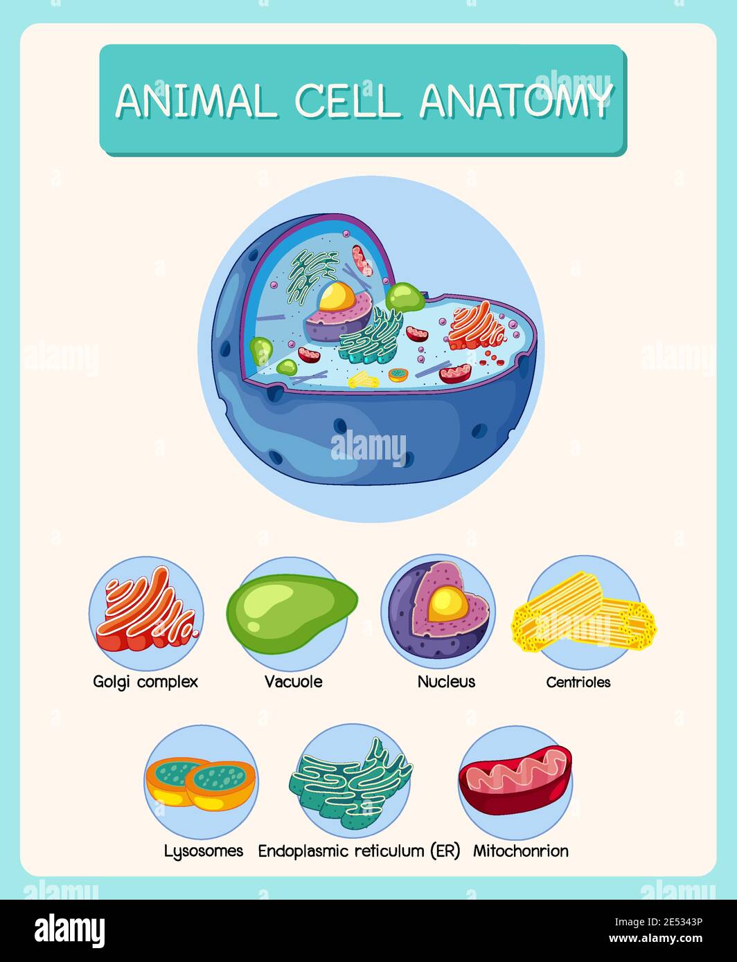 Anatomy of animal cell (Biology Diagram) illustration Stock Vector ...