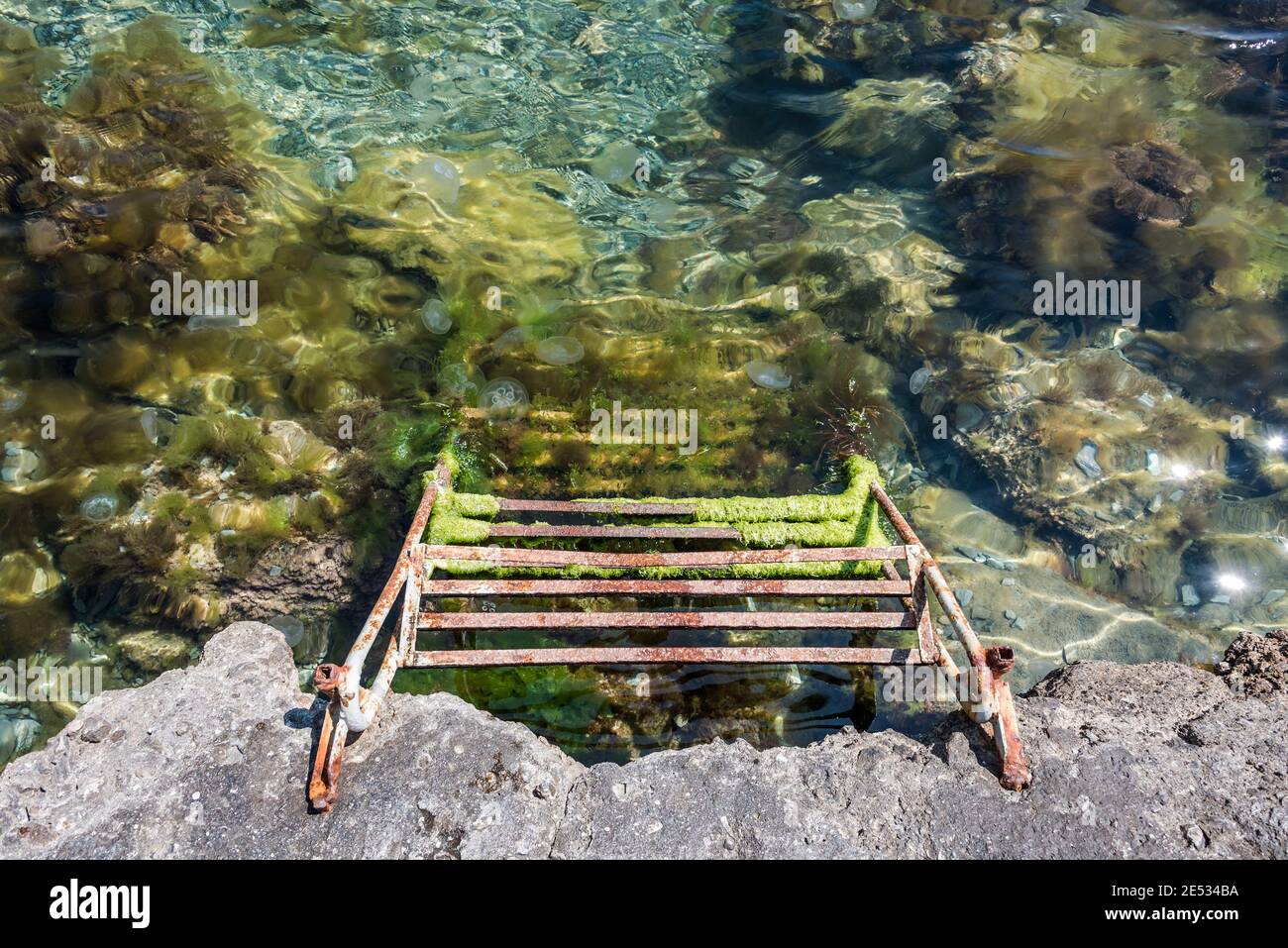 Top view jellyfish hi-res stock photography and images - Alamy