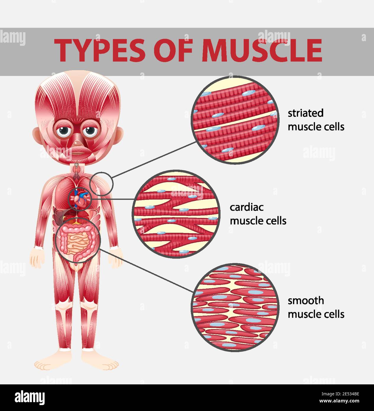 Muscle Tissue Types Diagram A Clinical Overview Of Muscle Types