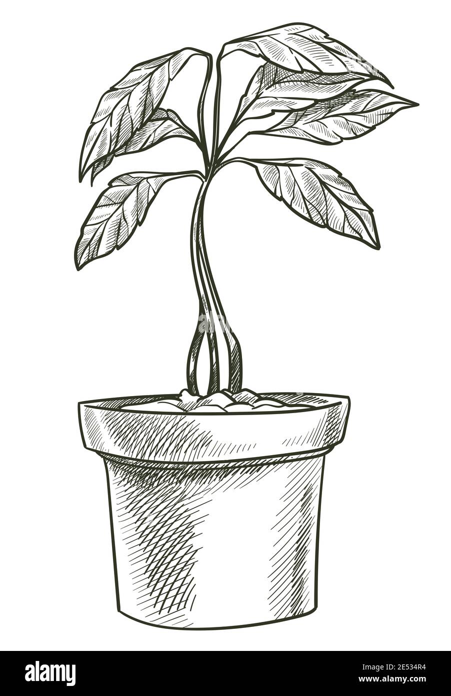 Green salad growing in Stock Vector Images - Alamy