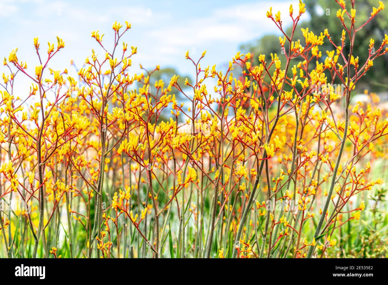 Yellow australian flower hi-res stock photography and images - Alamy