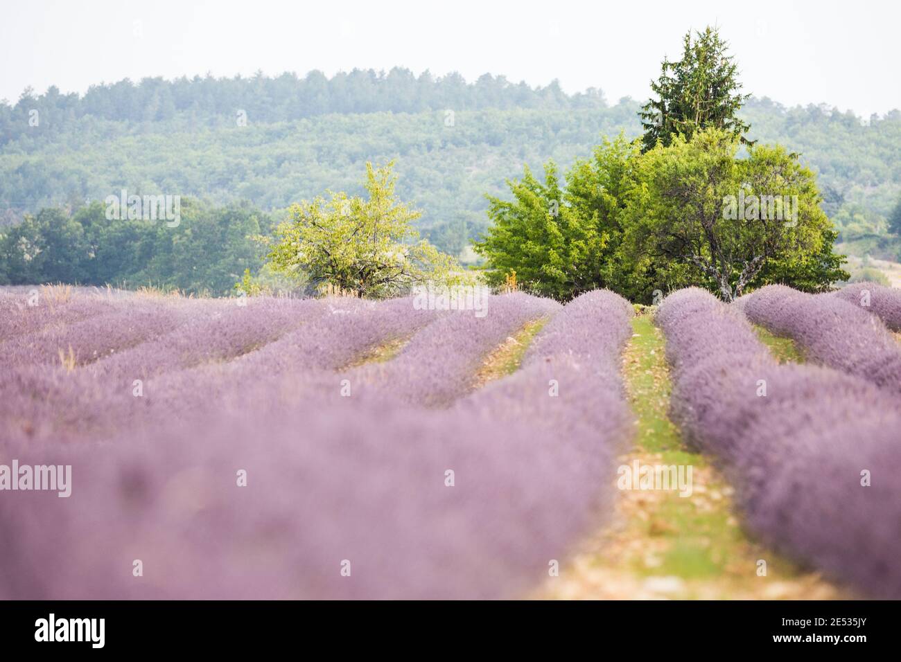 Field rows lavender in hi-res stock photography and images - Alamy