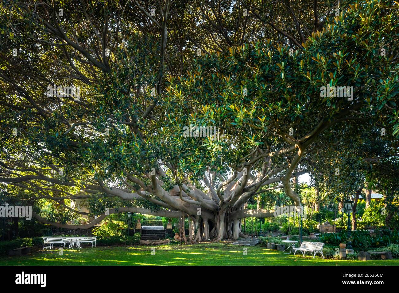 Tree with roots and branches hi-res stock photography and images - Alamy