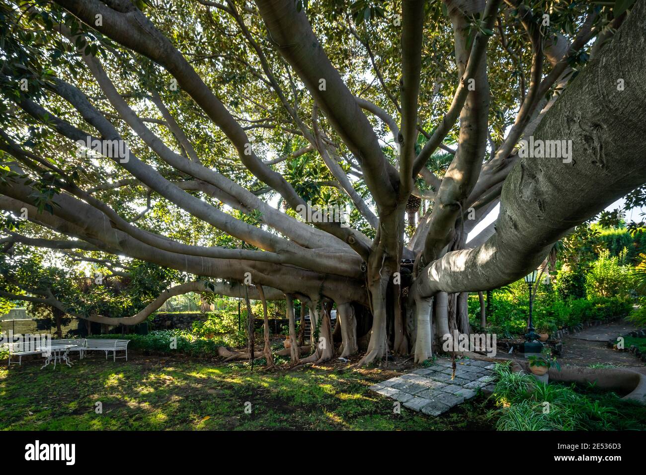 Tree with roots and branches hi-res stock photography and images - Alamy