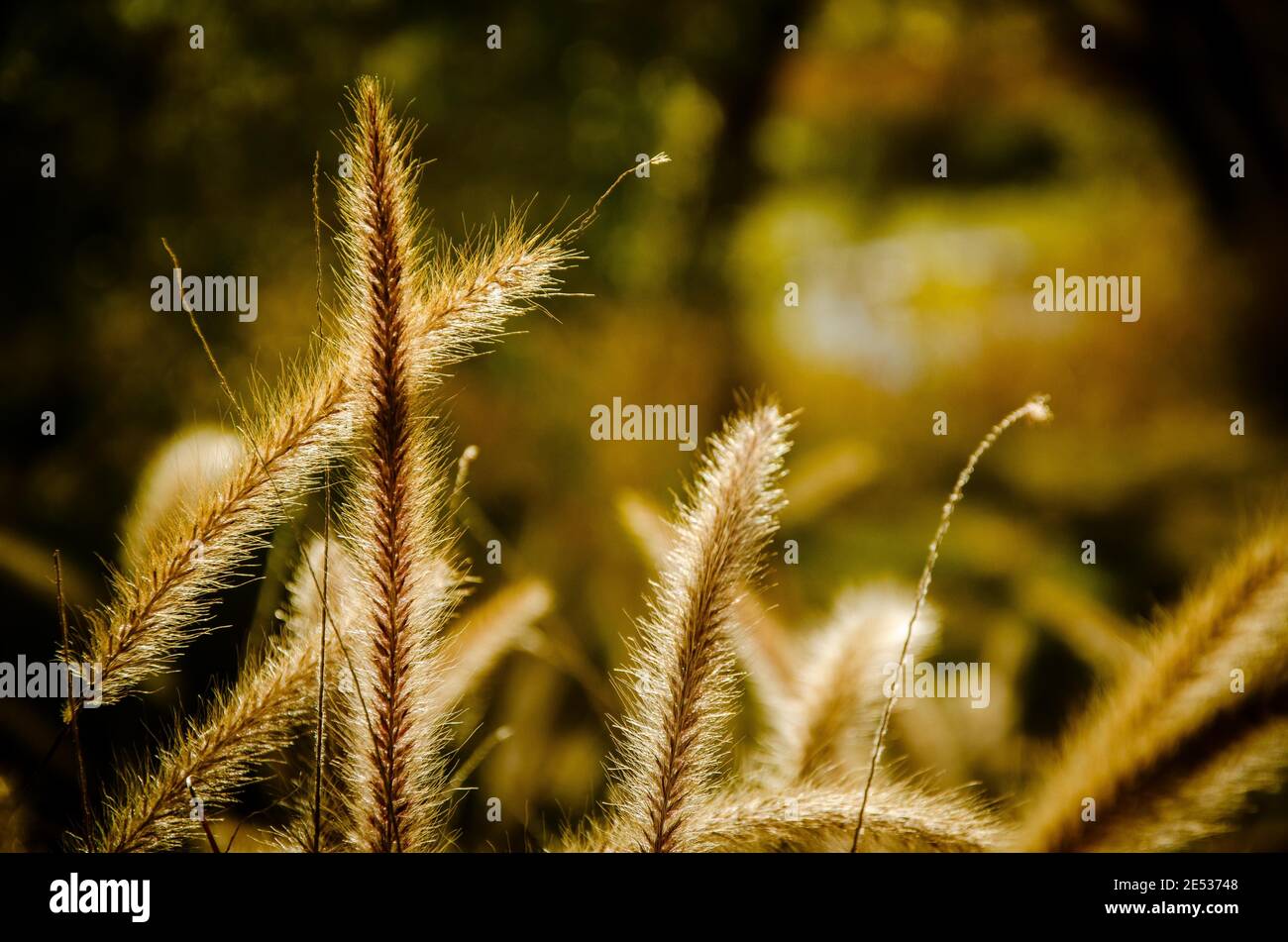 Silver spike grass hi-res stock photography and images - Alamy
