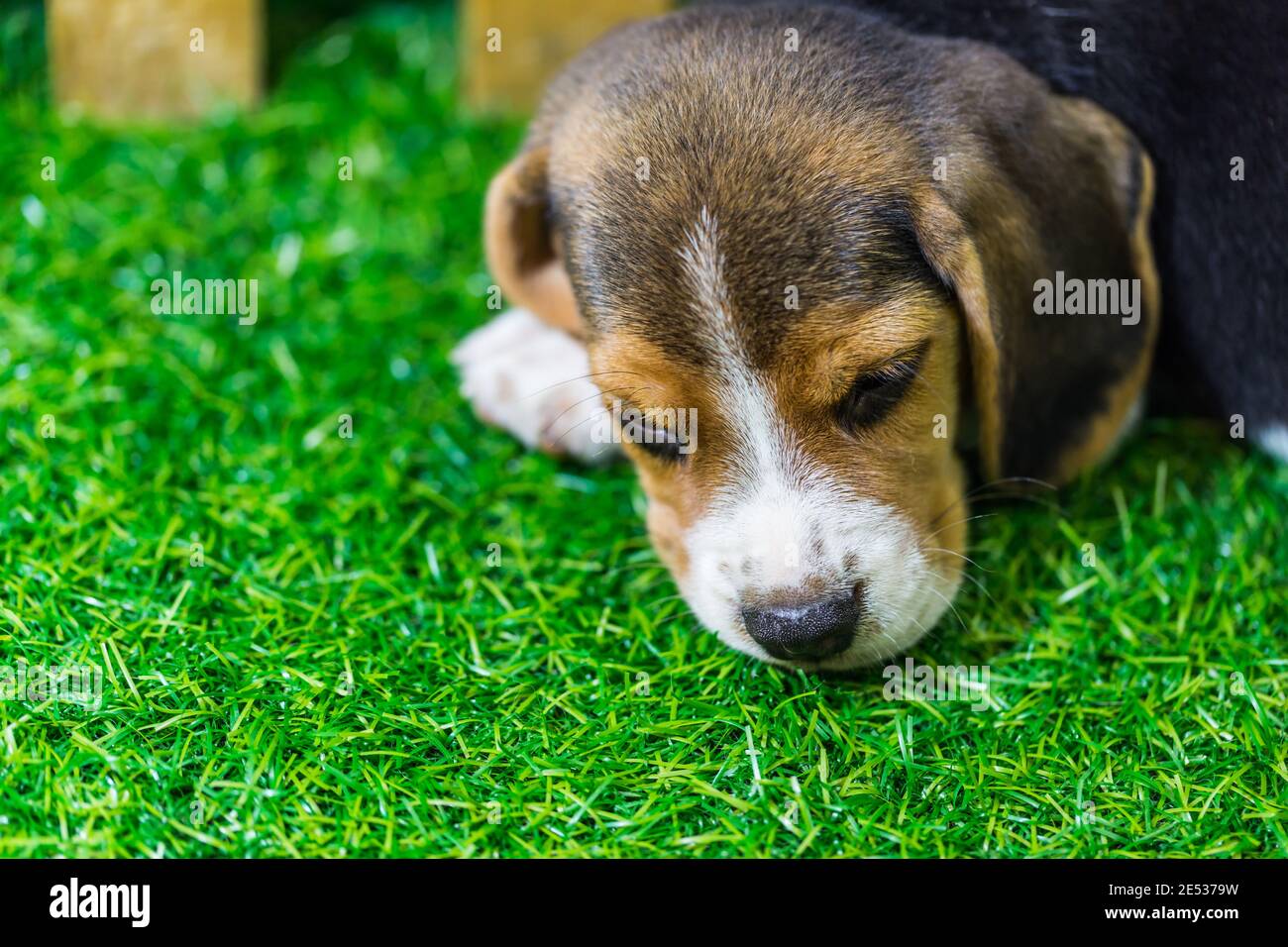 Beagle dog laying on bed hi-res stock photography and images - Alamy