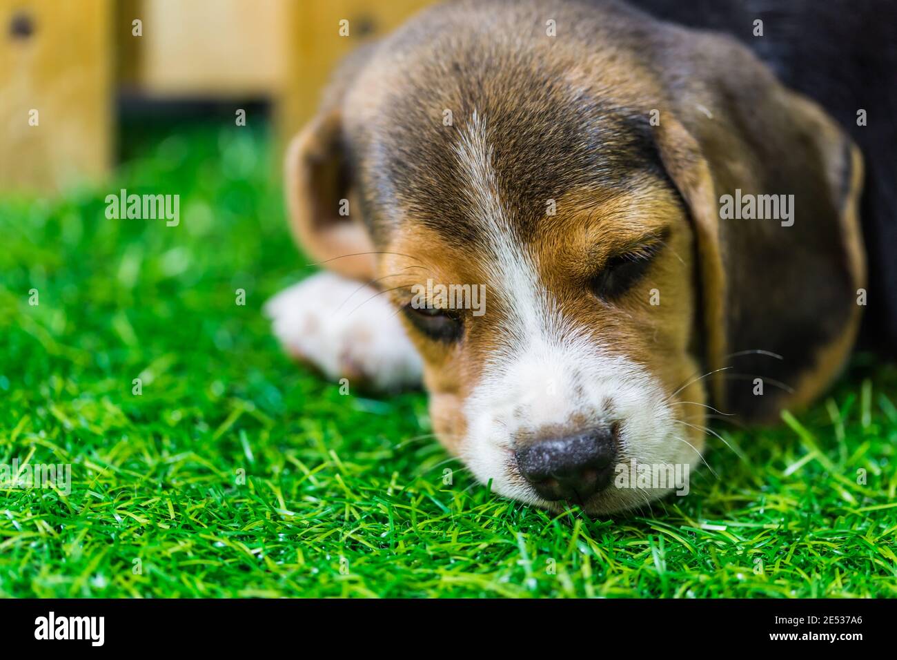 Beagle dog laying on bed hi-res stock photography and images - Alamy