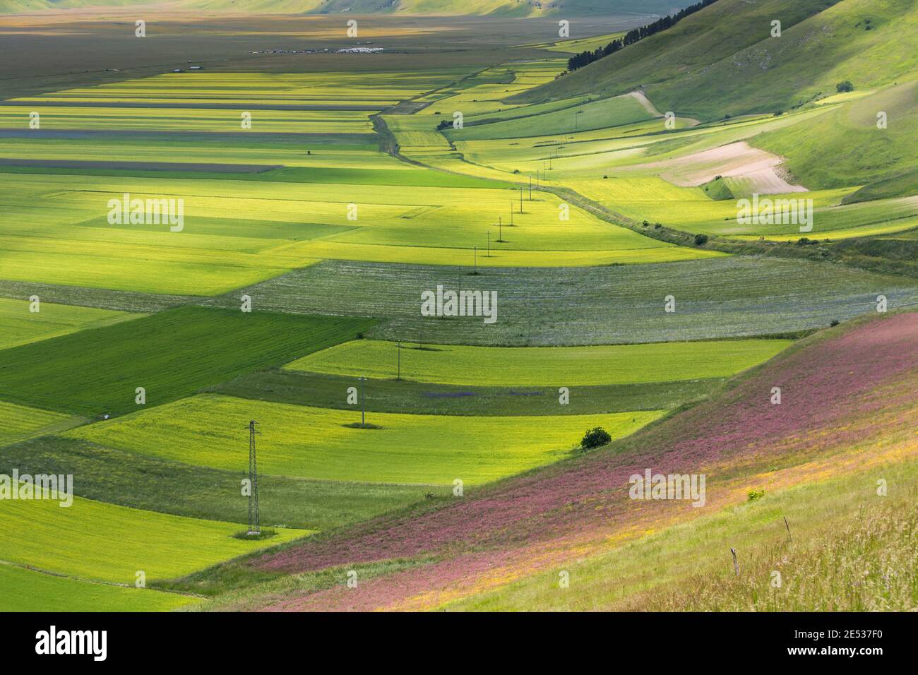 Central italian rural landscape, with colorful patches of lentis fields ...