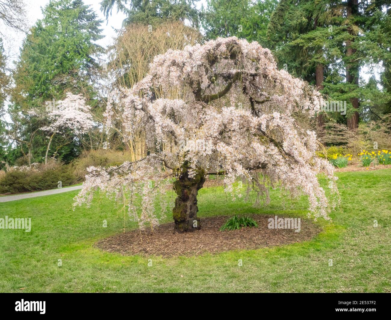 Japanese cherry (Prunus serrulata 'Horinji') is a species of cherry ...