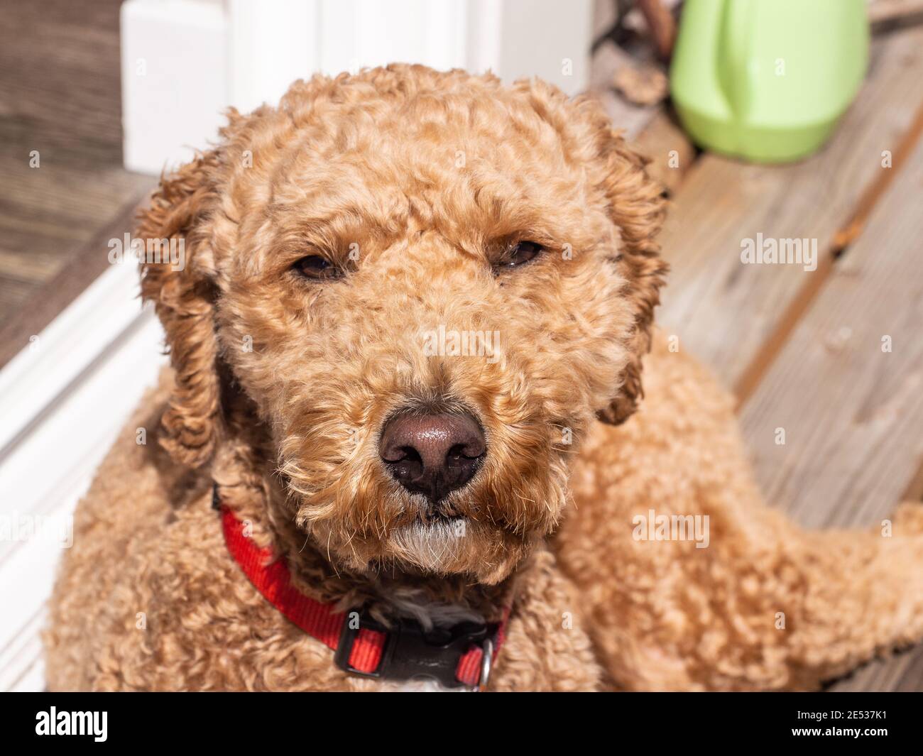 Australian Labradoodle is a mix between the Labrador Retriever, Poodle ...