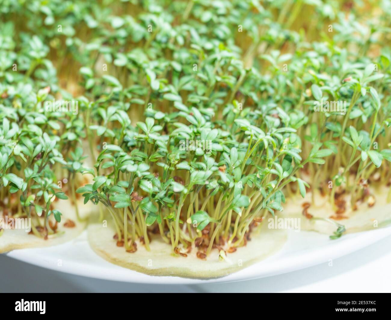 Garden cress (Lepidium sativum) is a fast-growing, edible herb that is ...