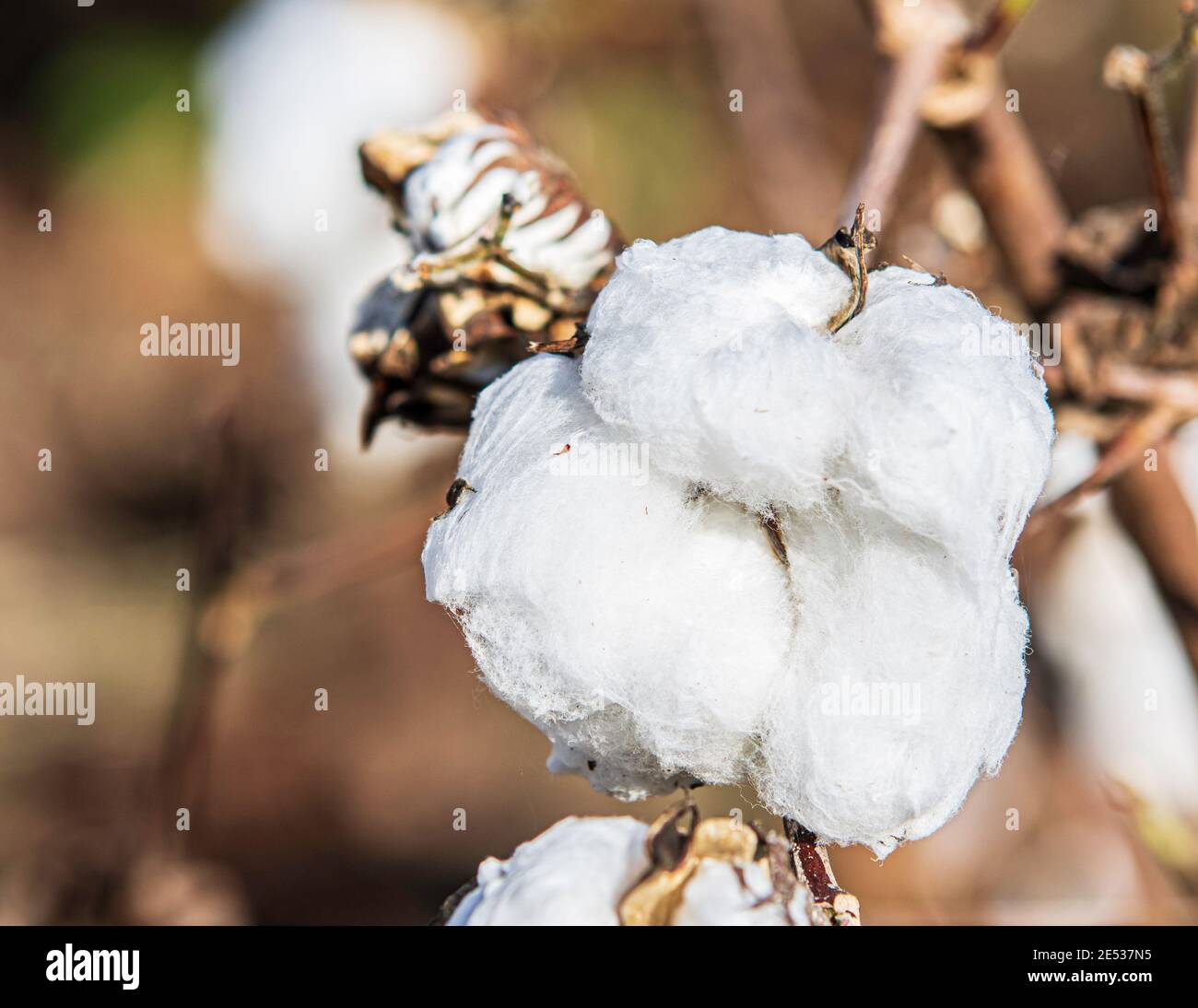 Cotton bolls hi-res stock photography and images - Alamy