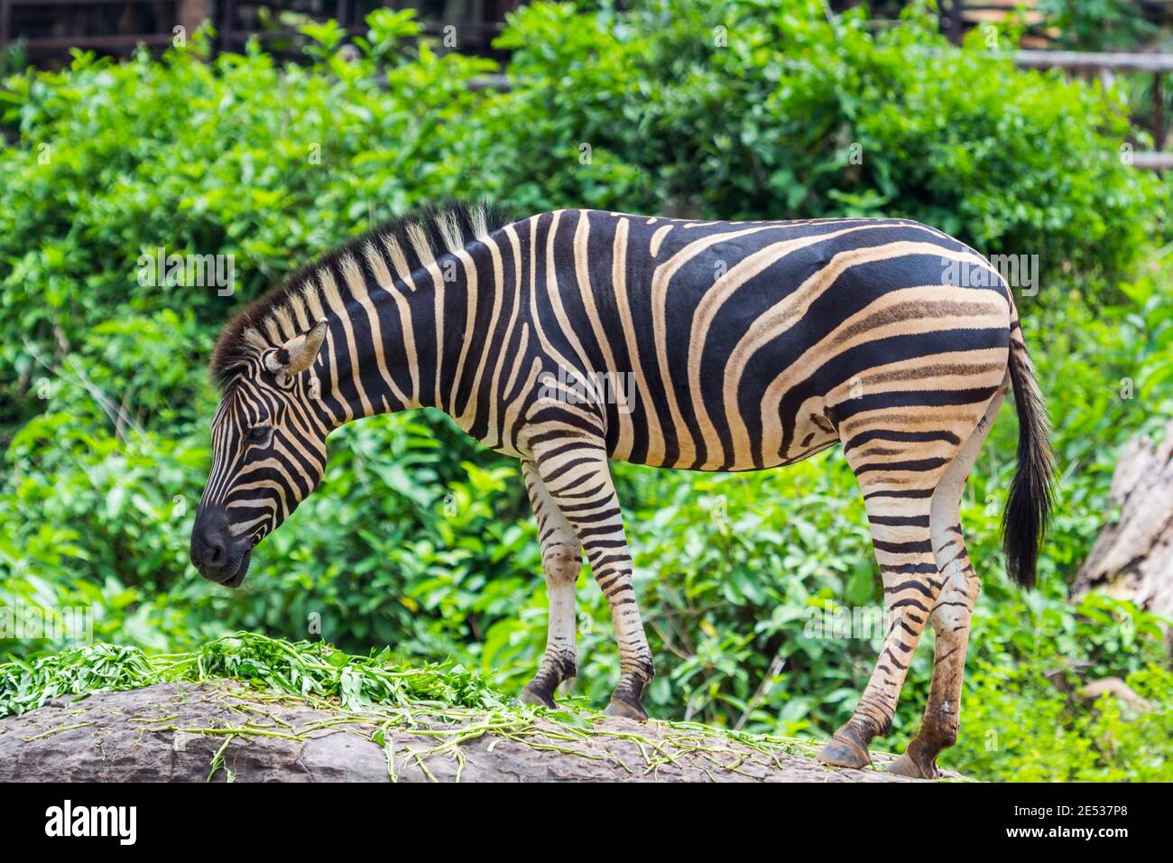 Zebra between eating, Nature Stock Photo - Alamy